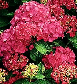 Hydrangea - Forever Pink 4 inch pot