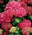 Hydrangea - Forever Pink 4 inch pot