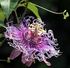 Incense Passion Flower - Passiflora - Indoors/Out! - Potted