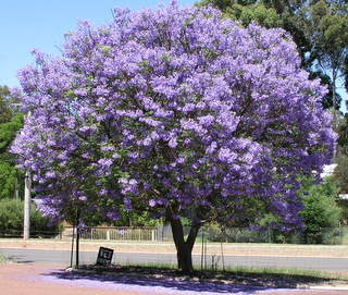 Jacaranda Tree