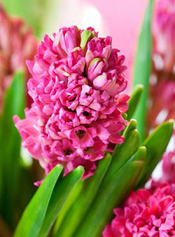 Jan Bos Hyacinth - 5 bulbs