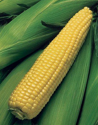 Kandy Korn Sweet Corn - 300 Seeds