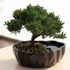 Live Zen Juniper Bonsai Tree Great Gift