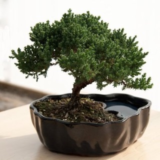 Live Zen Juniper Bonsai Tree Great Gift