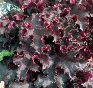 Melting Fire Coral Bells - Heuchera