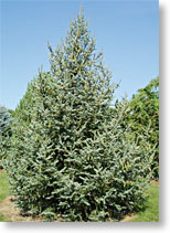 Meyers Spruce Seedling