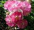 Miniature Angel Wings Rose 10 Seeds - Perennial