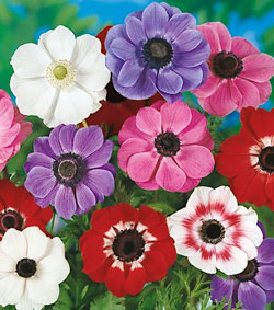 Mixed Anemone De Caen 10 bulbs