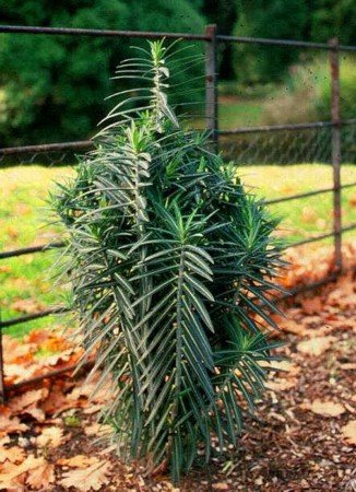 Mole Plant - AMAZING - REPELS MOLES - Euphorbia - 2 inch pot