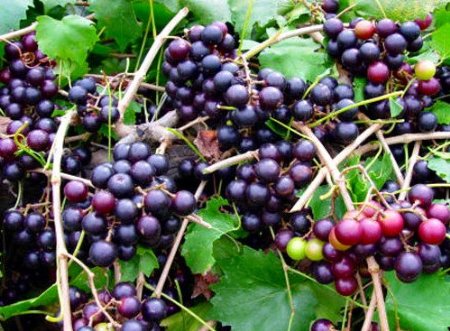 Muscadine Grape Plant - The Largest Muscadine - 2 Inch Pot