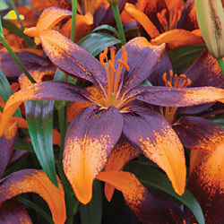 Orange Art Tango Lily 3 bulbs