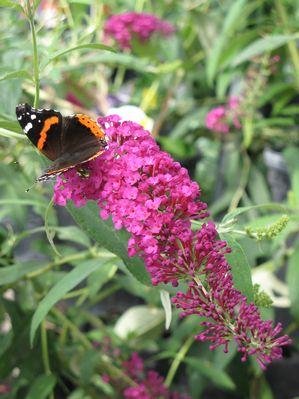 Pink Delight Butterfly Bush - Buddleia