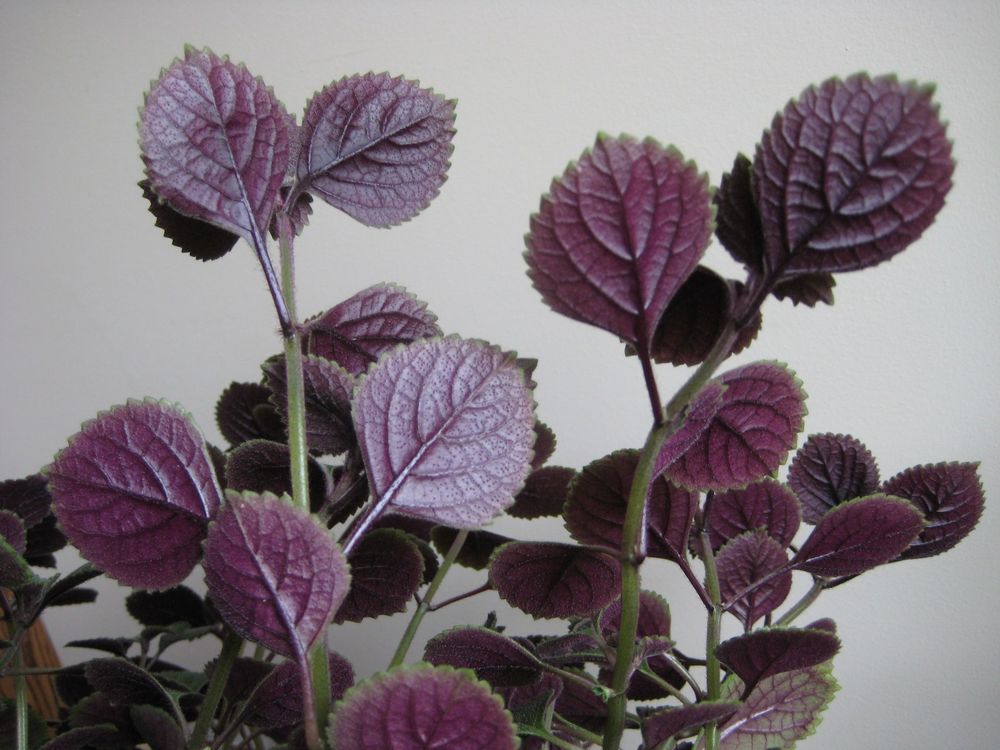Purple swedish ivy plectranthus Passion Plant