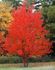 Red Maple (Acer Rubrum)