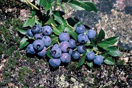 Ruby Carpet Groundcover Blueberry Plant - 2.5" Pot -Edible Grouncover