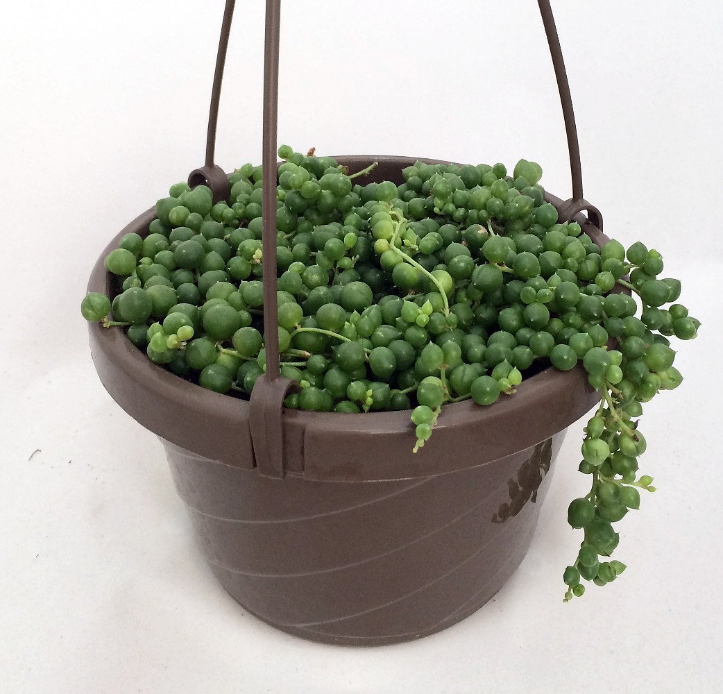 String of Pearls - Senecio - Easy to Grow