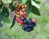 Summer Sunset Blueberry Plant -Pink/Blue/Yellow/Purple/Orange/Red Berr