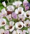 Symphony Calochortus - 5 bulbs