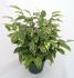 Starlight Weeping Fig Tree - Indoor Tree/Bonsai/Fairy Garden -Ficus
