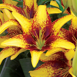 Tiger Play Tango Lily - 3 bulbs