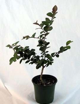 Tightwad Crape Myrtle Tree - Red Flowers - 4" pot