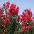 Tightwad Crape Myrtle Tree - Red Flowers - 4" pot