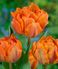 Tulip - Double Late - Orange Princess