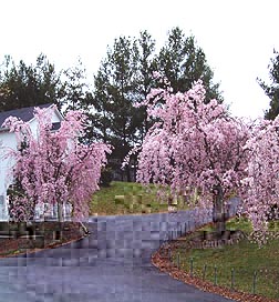 Weeping Higan Cherry