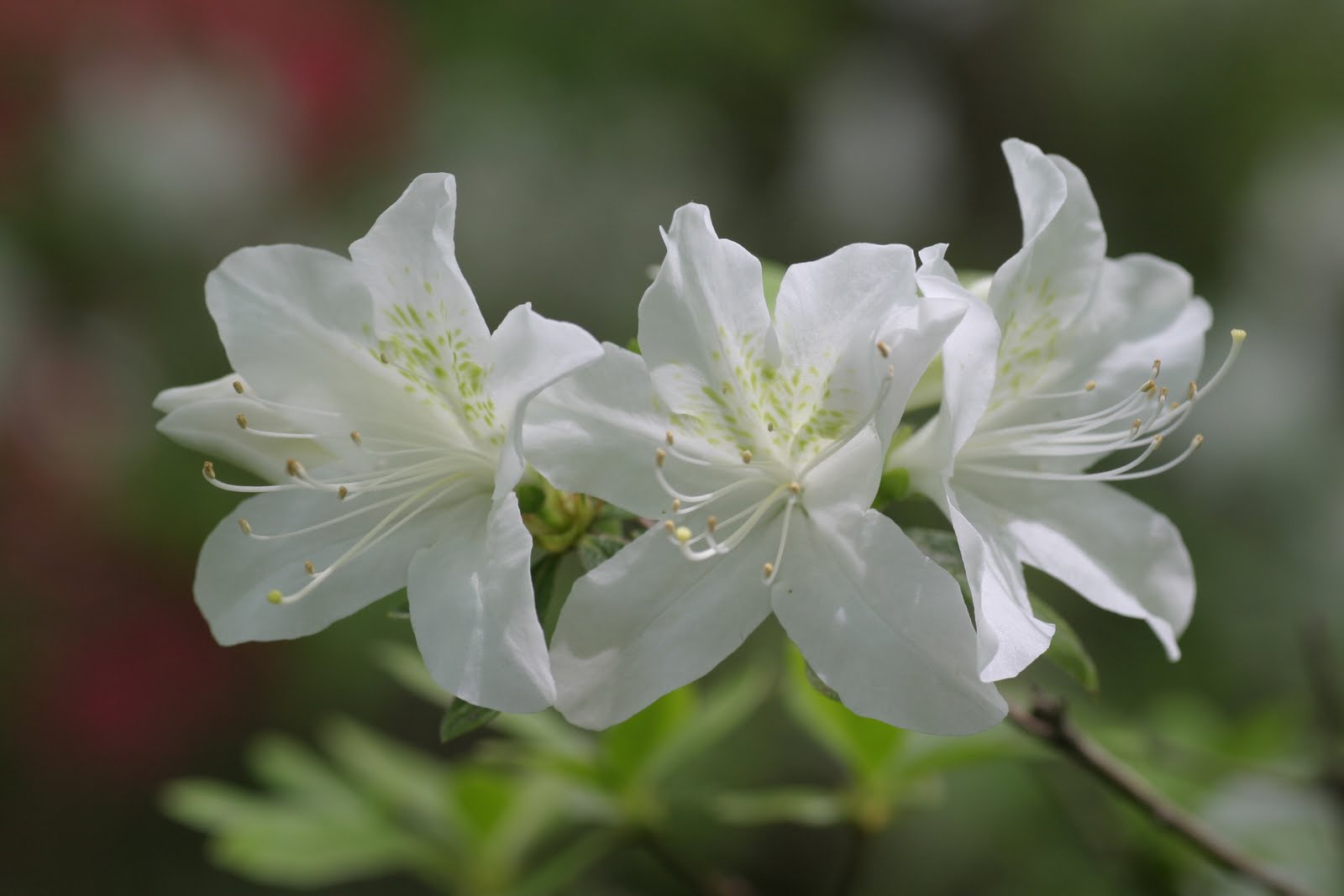 White Azalea