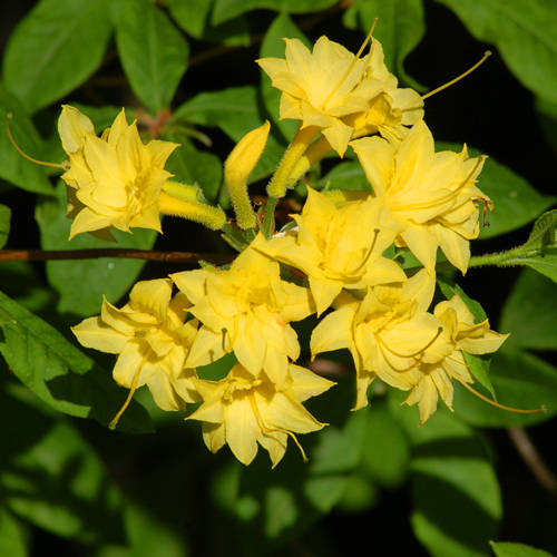Yellow azalea store