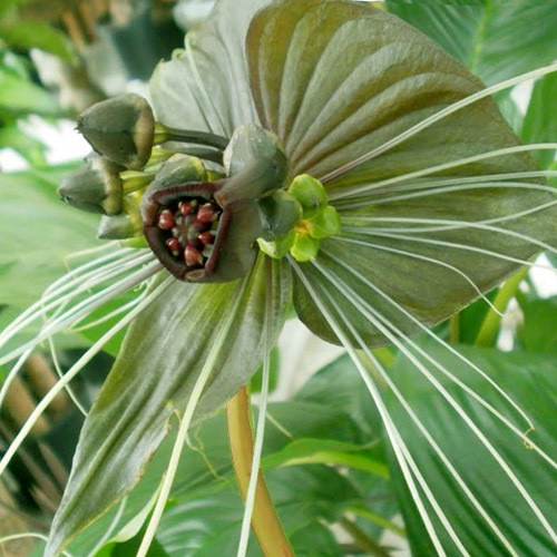 Tacca plantaginea Seeds , Green Bat Flower, East Indian Arrowroot ...
