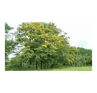 Narra Tree Pictures