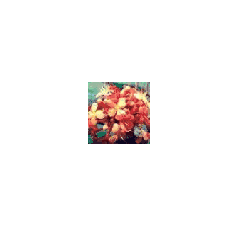 Ashoka Tree Seeds