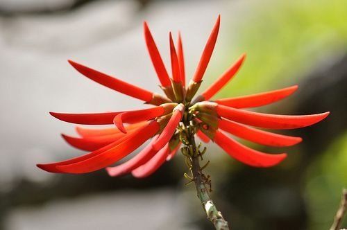 Erythrina mulungu Tree Seeds, Mulungu Tree Seeds, cristi-galli Tree ...