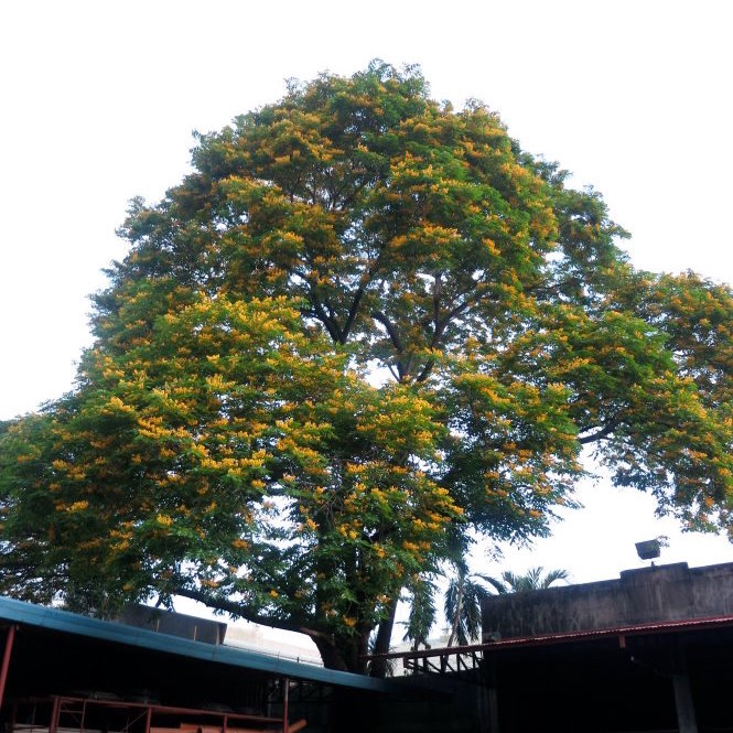 Narra Tree Pictures