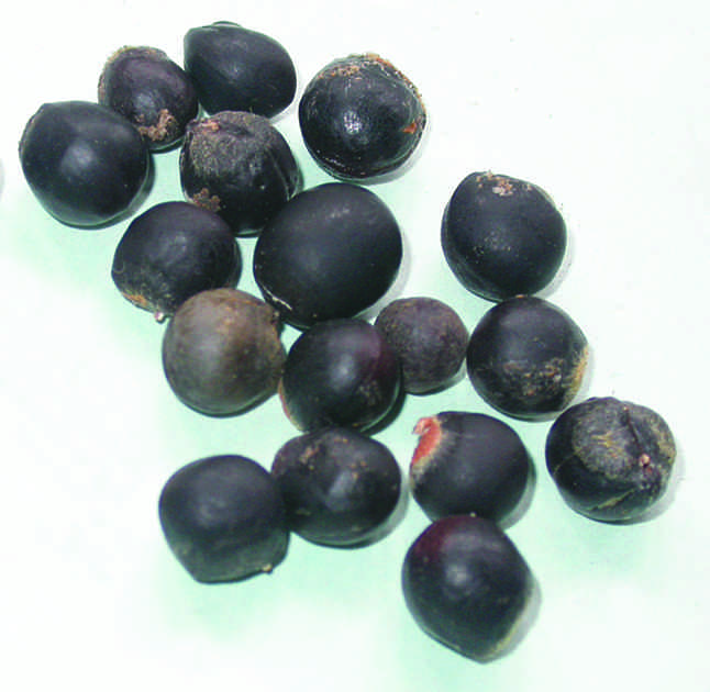 Sapindus emarginata Seeds, Sapindus trifoliatus Seeds, Soapnut Tree Seeds