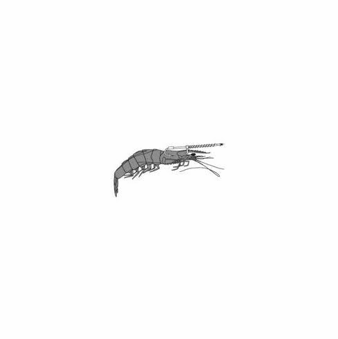 Live Shrimp Holder Hook