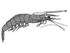 Live Shrimp Holder Hook