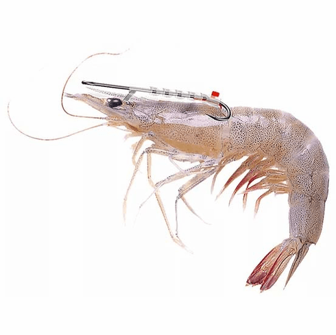 Shrimp Walker - Live Shrimp Holder Hook - Shrimp & Crawfish Walker