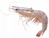 Shrimp Walker - Live Shrimp Holder Hook - Shrimp & Crawfish Walker