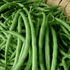burpees-stringless-green-pod-heirloom-bush-bean-17.gif