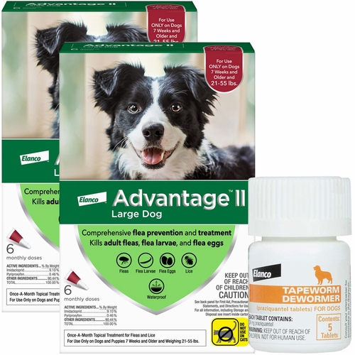 What Worms Do Dogs Get From Fleas