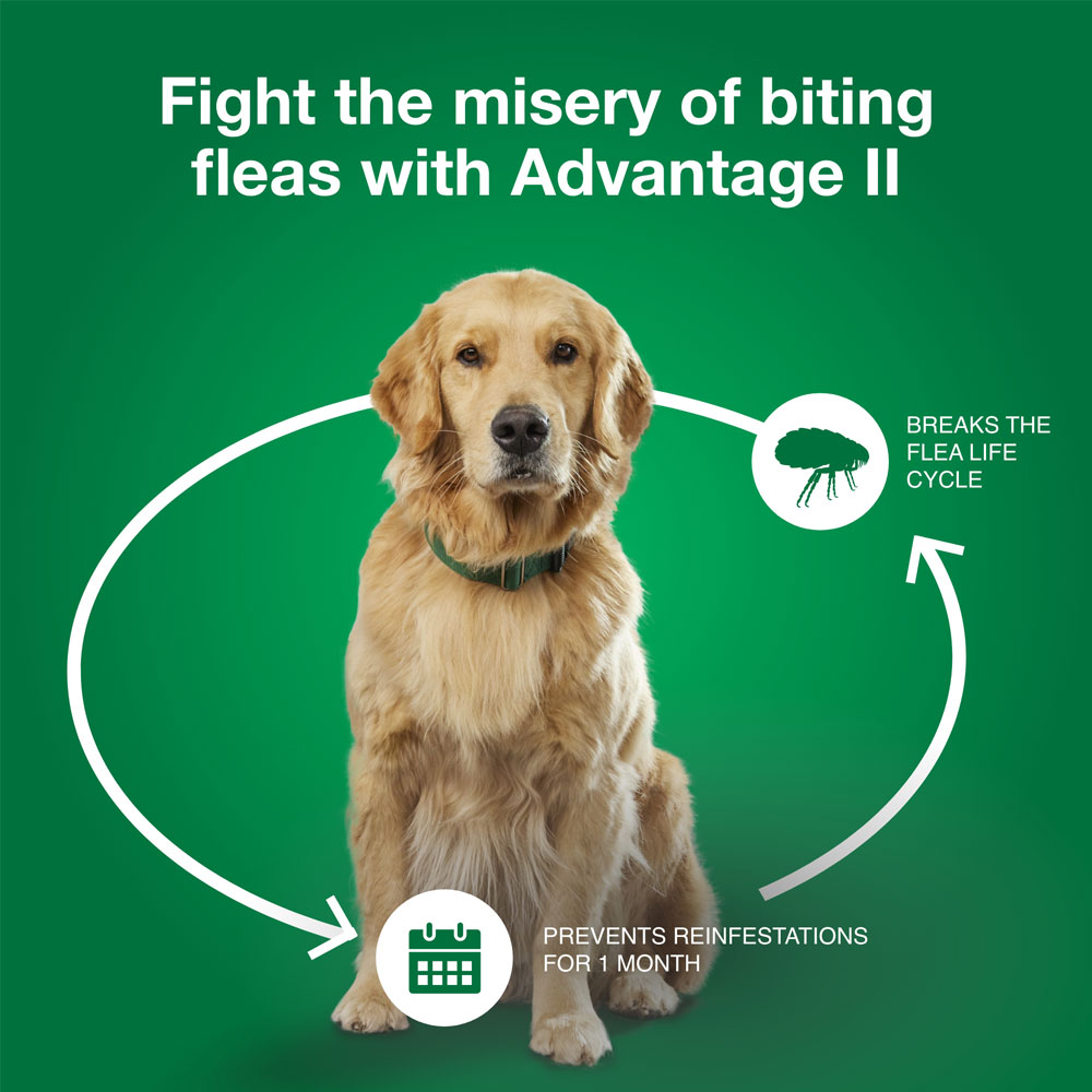 Advantage II for Dogs 11-20 lbs (12 Month) | On Sale | EP Rx