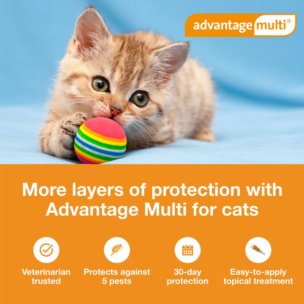 Advantage Multi for Cats 2-5 lbs (3 Months) | On Sale | EP Rx