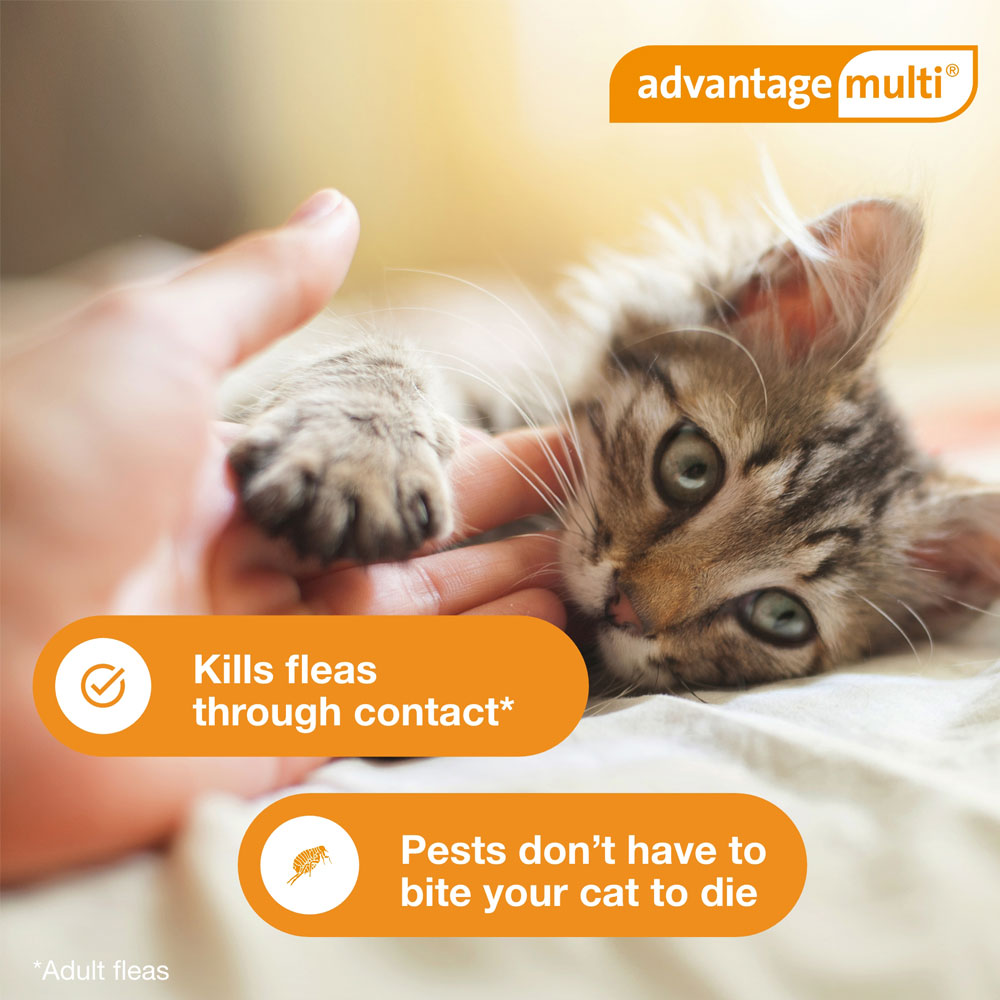 Advantage Multi for Cats 2-5 lbs (6 Months) | On Sale | EP Rx