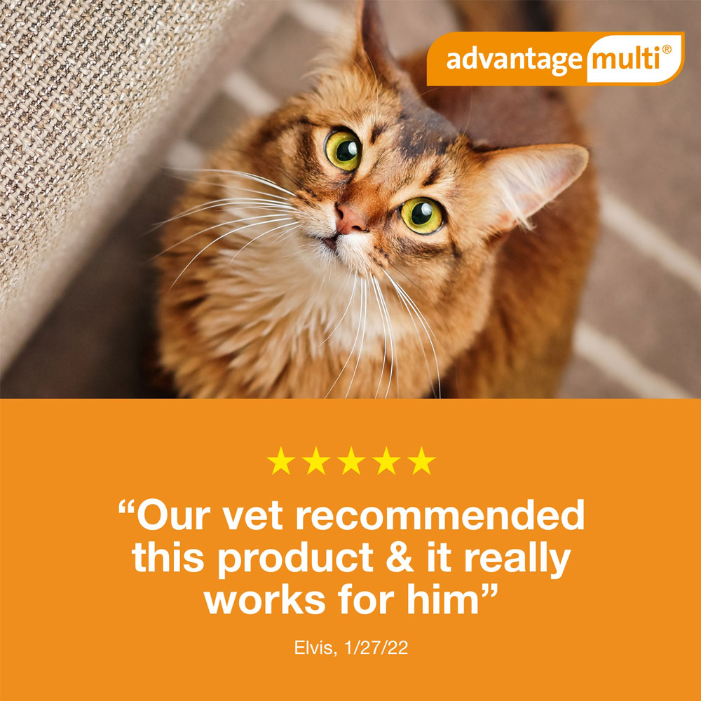 Advantage Multi for Cats 9.1-18 lbs.|5-in-1 Heartworm Prevention|Kills ...