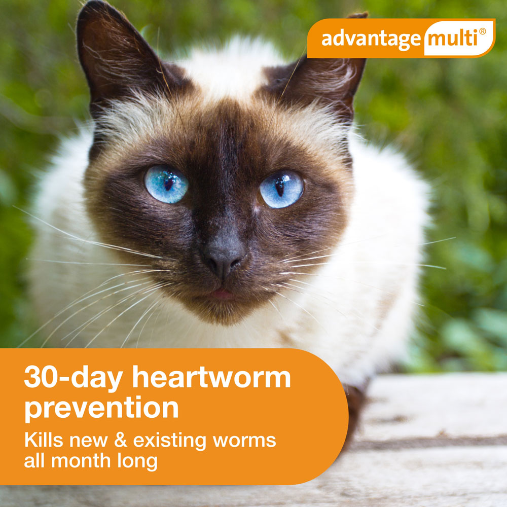 Advantage Multi for Cats 9.1-18 lbs (6 Months) | EP Rx