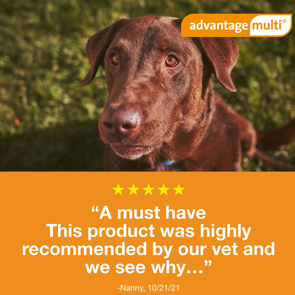 Advantage Multi for Dogs 20.1-55 lbs.|6-in-1 Heartworm Prevention|Kills ...