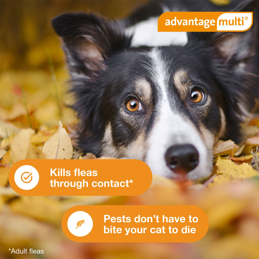 Advantage Multi for Dogs 20.1-55 lbs.|6-in-1 Heartworm Prevention|Kills ...