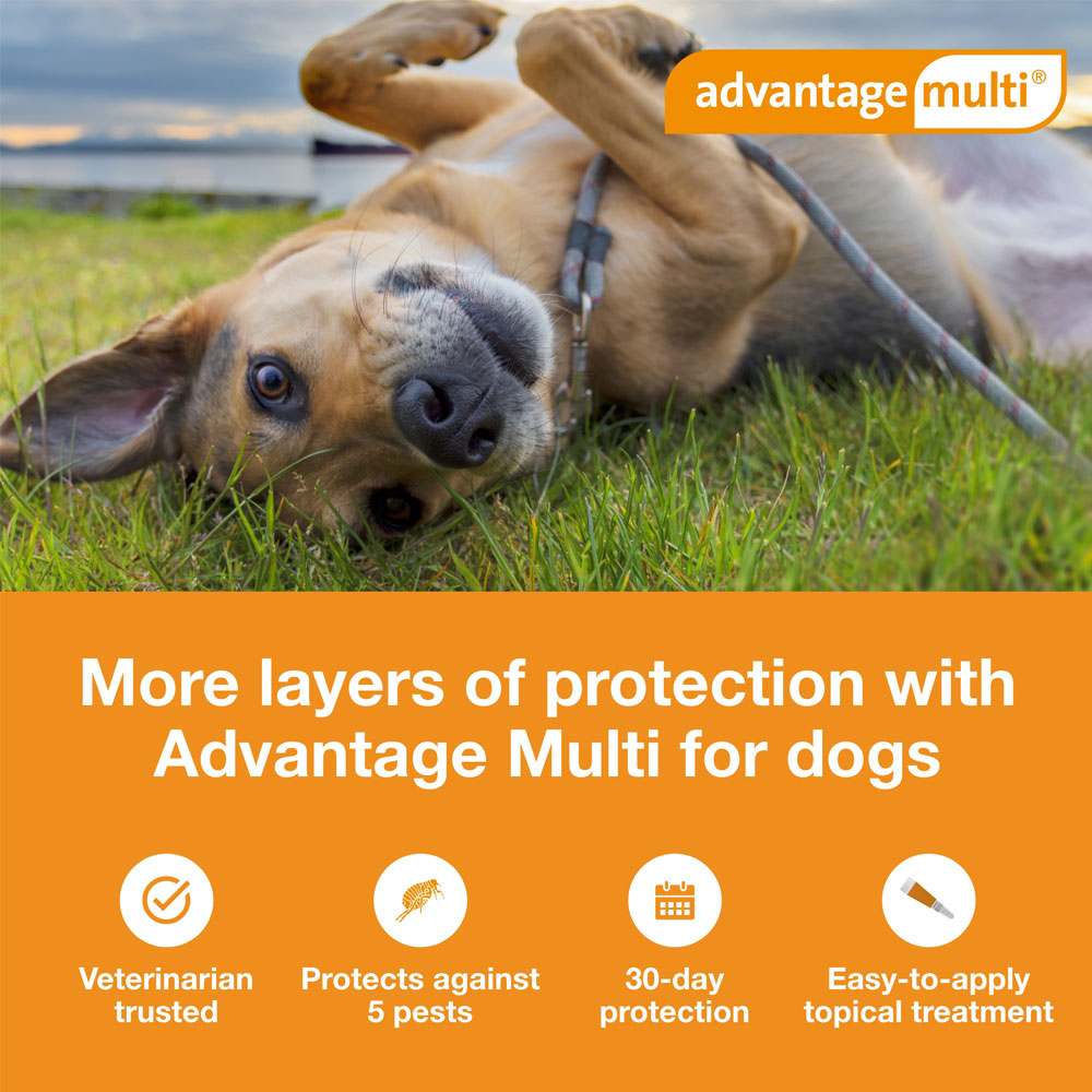 Advantage Multi for Dogs 20.1-55 lbs (6 Months) | On Sale | EP Rx